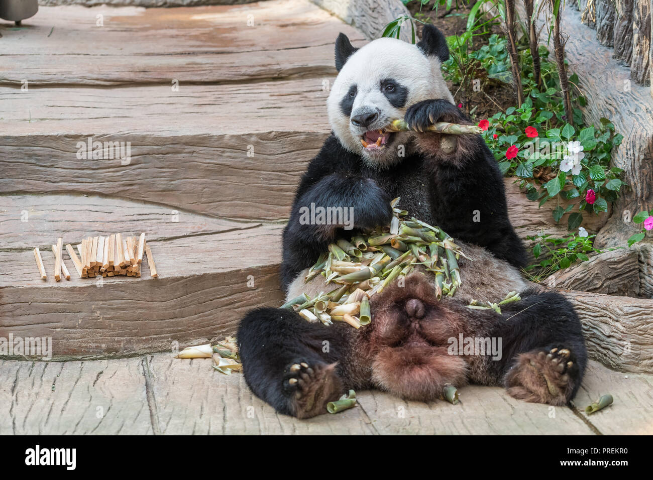 A male giant panda bear enjoy his breakfast of well selected young ...