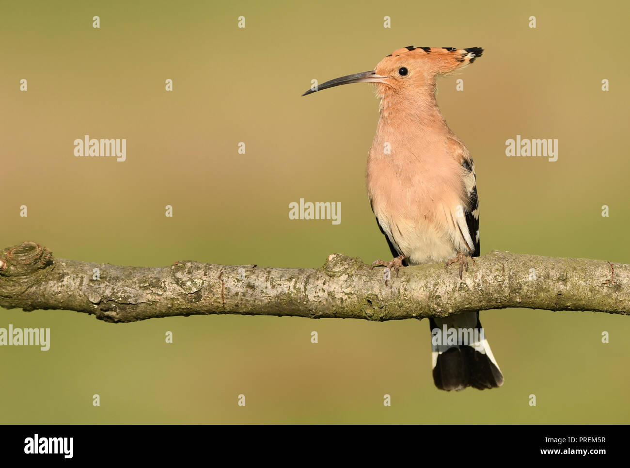 Eurasian Hoopoe, Common hoopoe(Upupa epops Stock Photo - Alamy