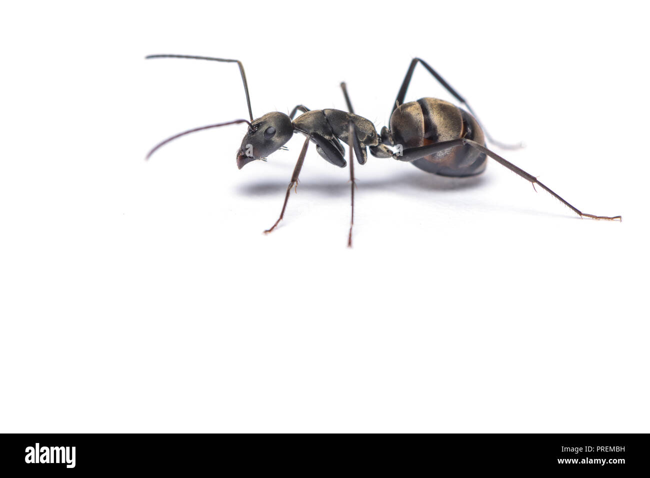 A close up shot of carpenter ant isolated on white background Stock ...