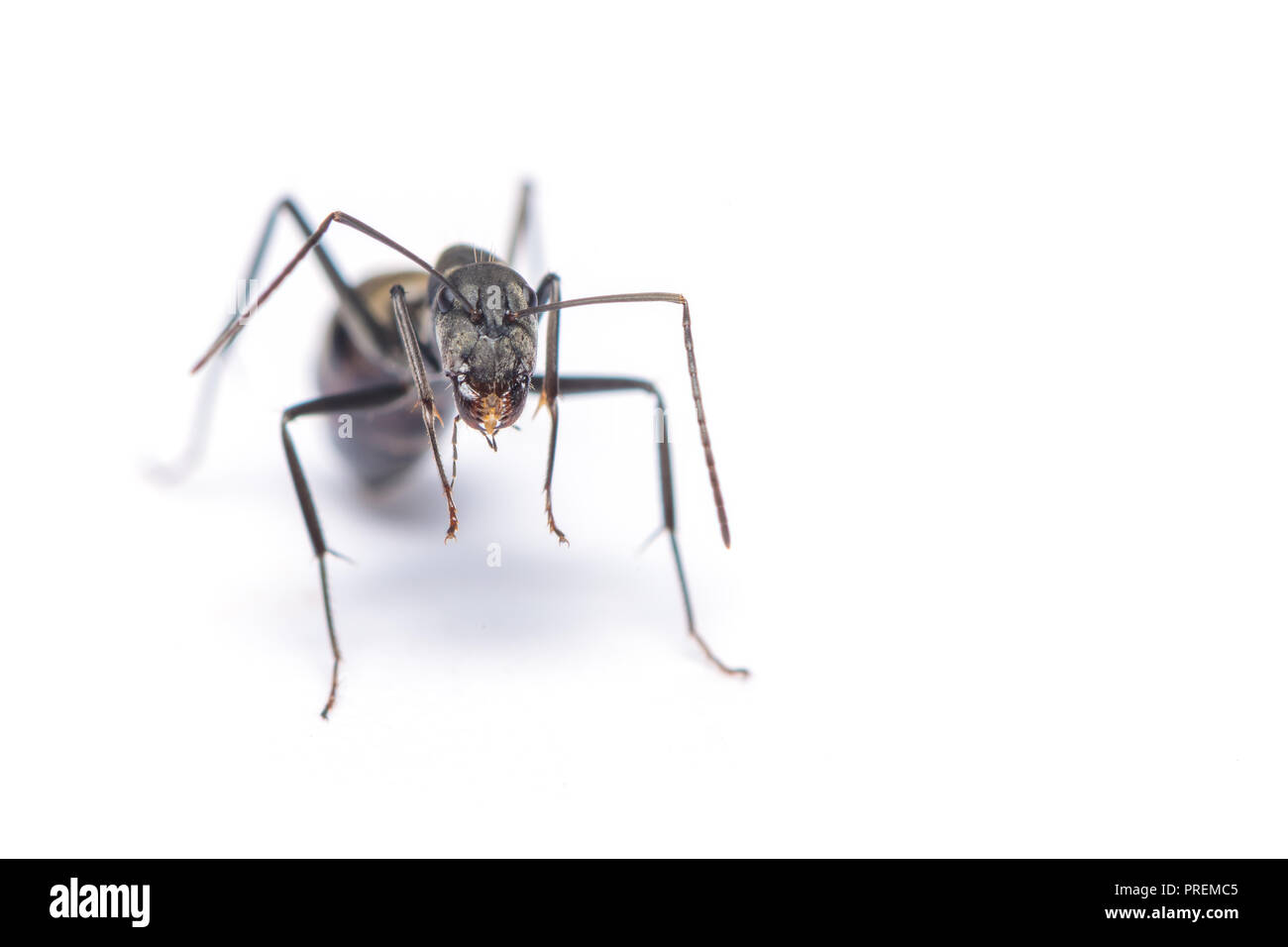 A close up shot of carpenter ant isolated on white background Stock ...