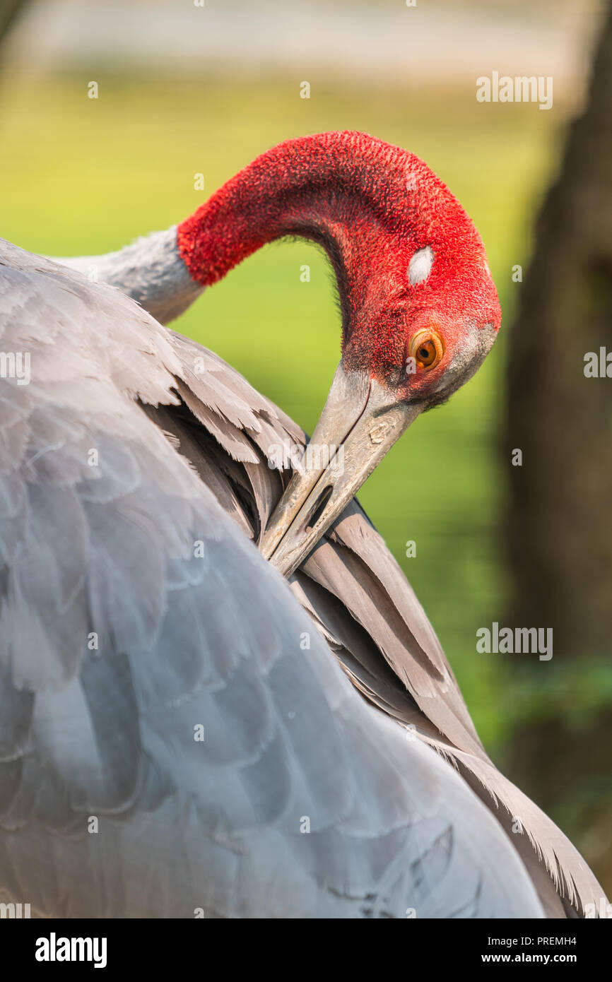 Contrasting red head and upper neck hi-res stock photography and images ...