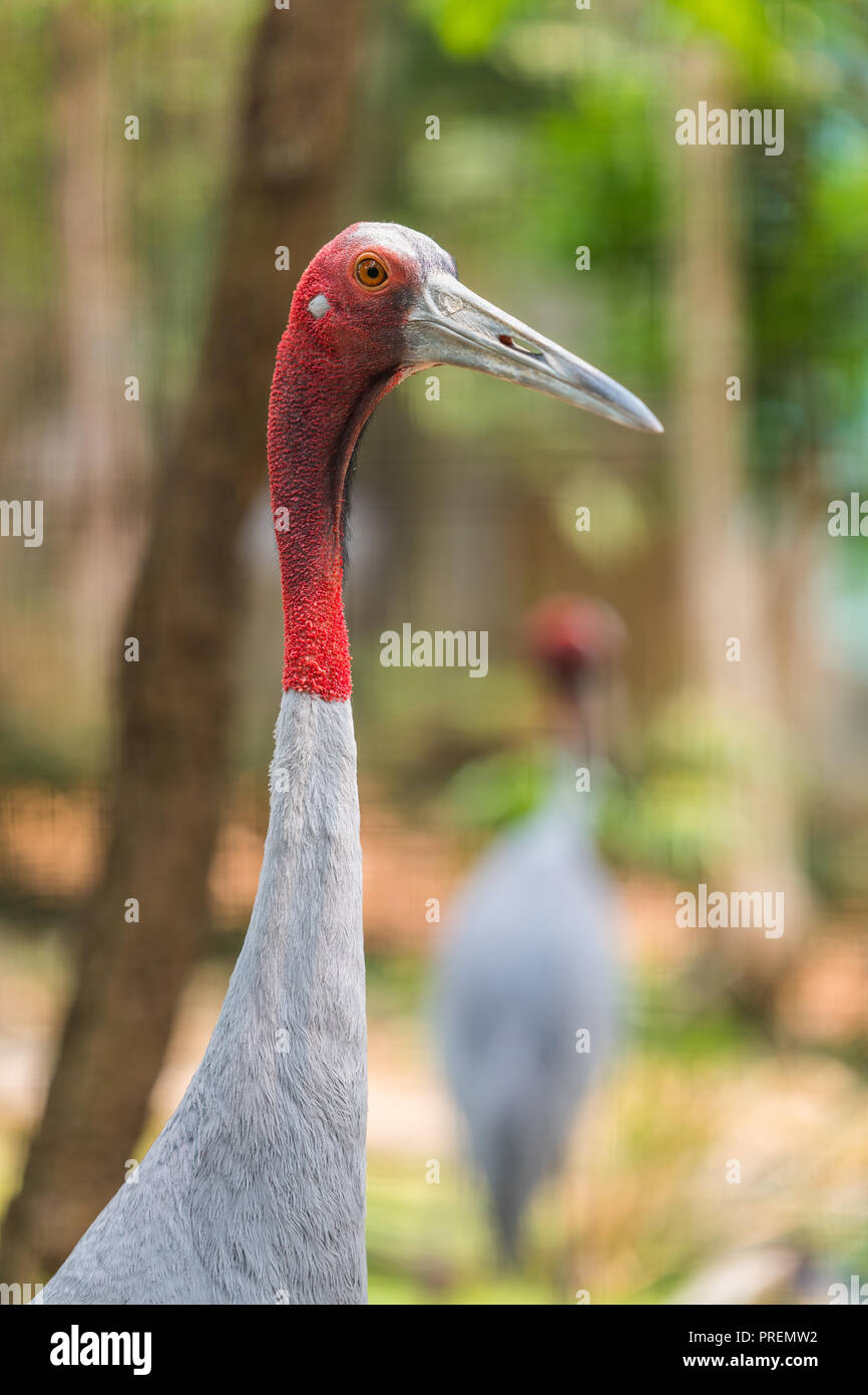 The sarus crane is easily distinguished from other cranes in the region ...