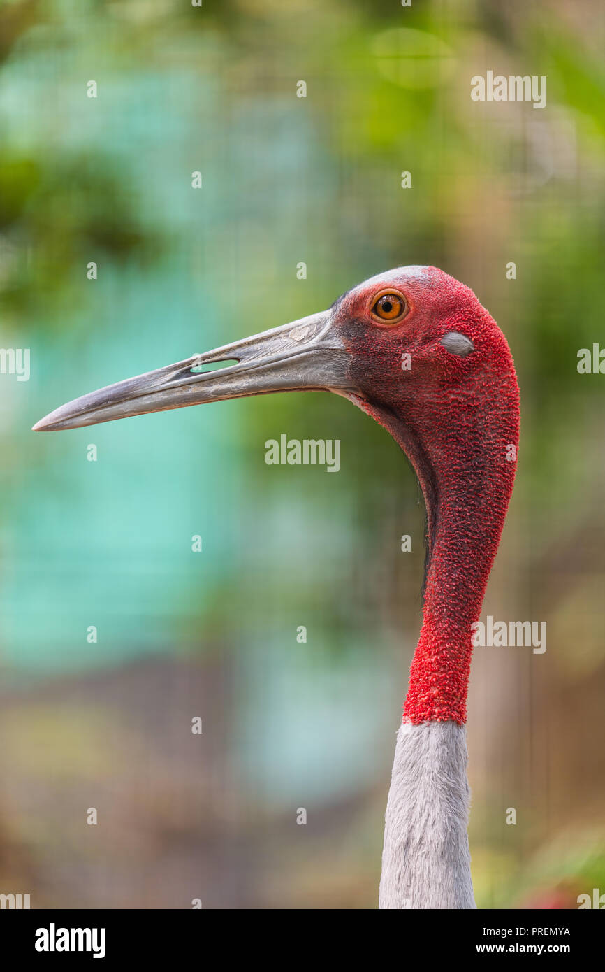 Contrasting red head and upper neck hi-res stock photography and images ...
