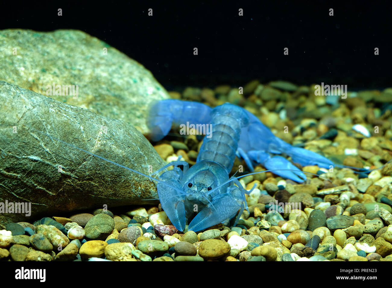 crayfish blue in the aquarium Stock Photo - Alamy