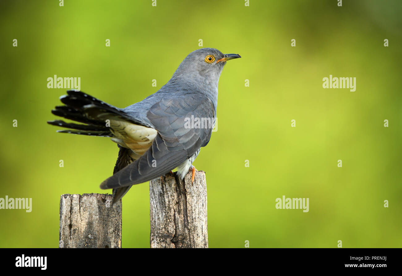 Common cuckoo (Cuculus canorus Stock Photo - Alamy
