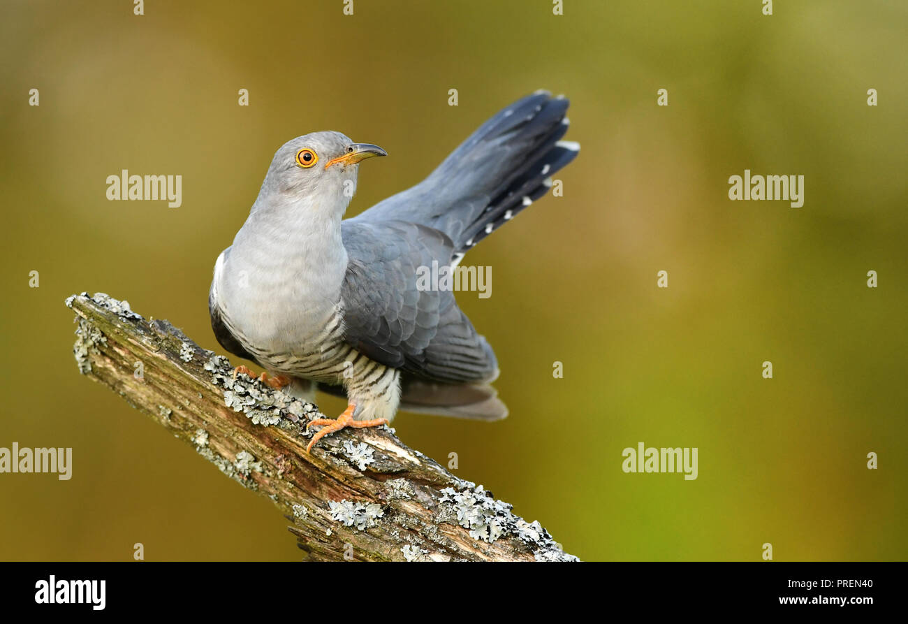Common cuckoo (Cuculus canorus Stock Photo - Alamy