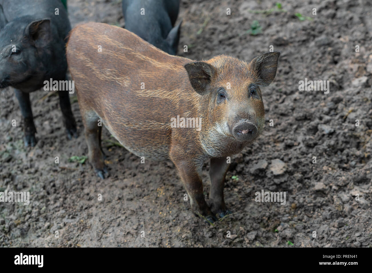 Piglet looking at camera hi-res stock photography and images - Alamy