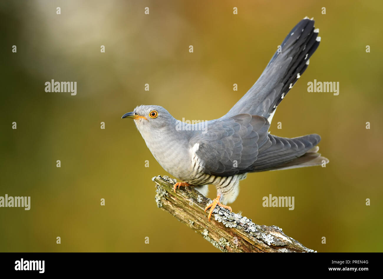 Common cuckoo (Cuculus canorus Stock Photo - Alamy