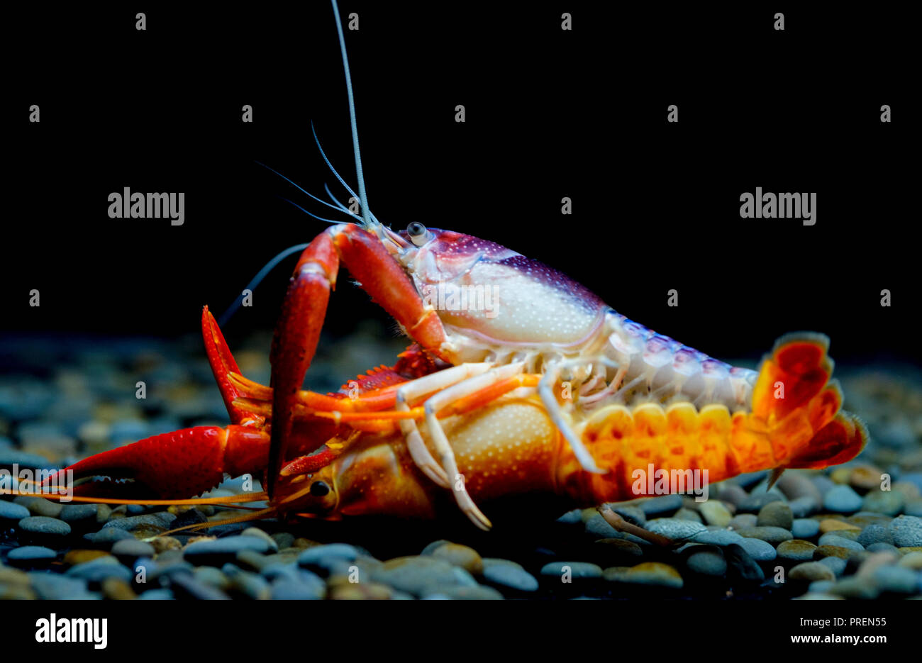 Mating signal hi-res stock photography and images - Alamy