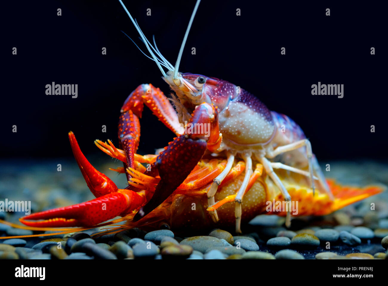 crayfish Breeding in the aquarium Stock Photo - Alamy