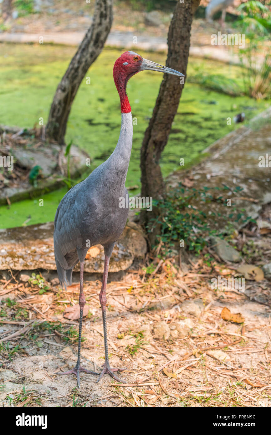 Contrasting red head and upper neck hi-res stock photography and images ...