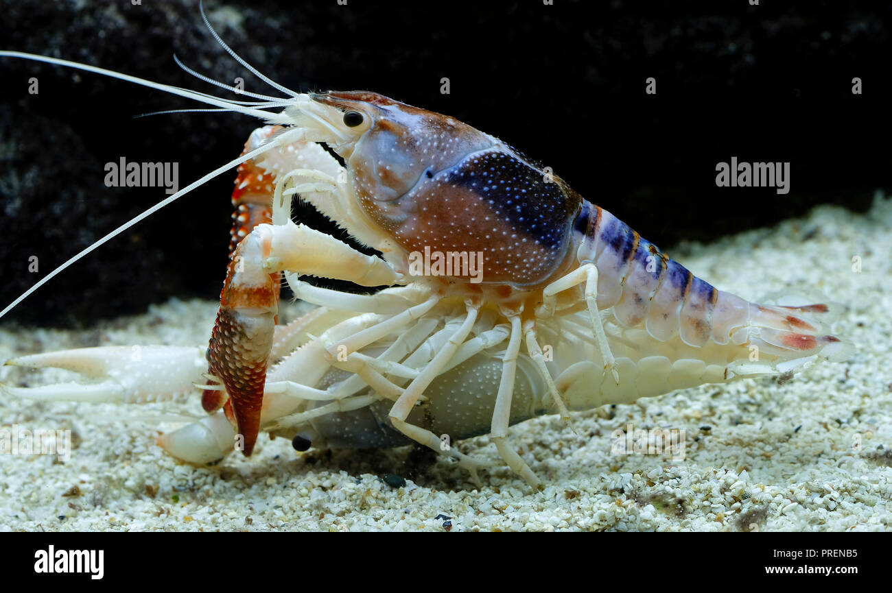 Mating signal hi-res stock photography and images - Alamy