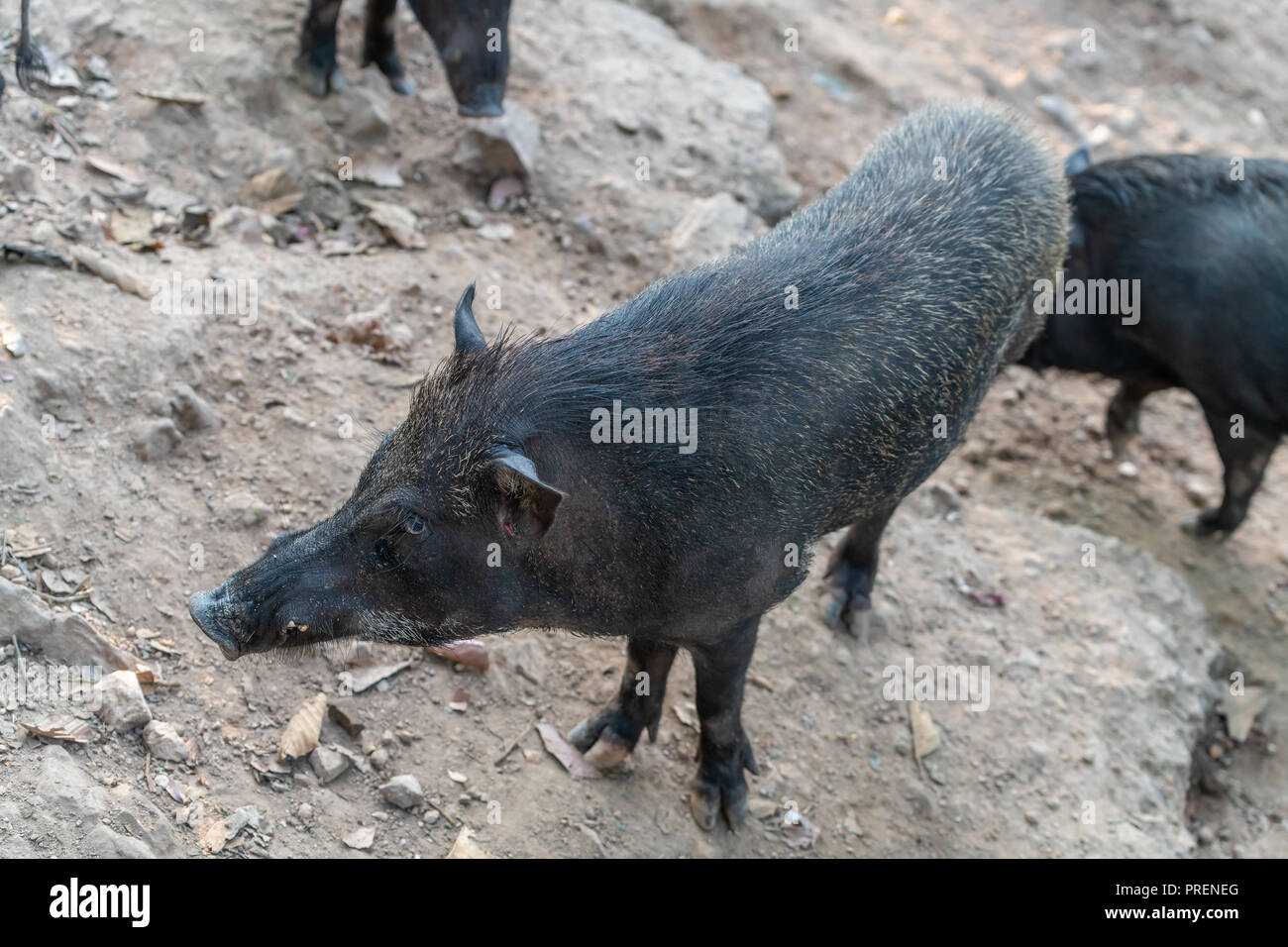 Pig species hi-res stock photography and images - Alamy