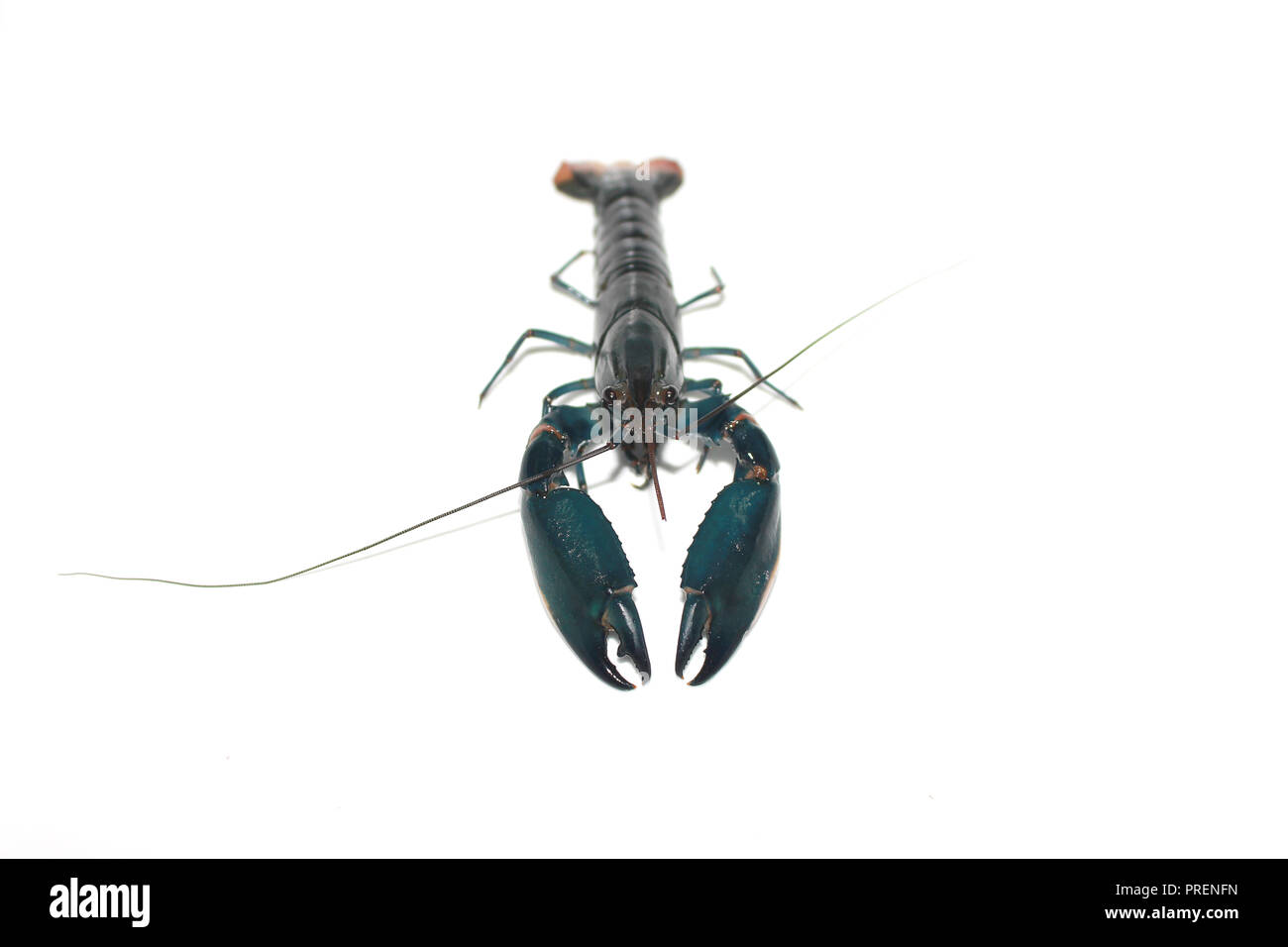 Yabbie crayfish hi-res stock photography and images - Alamy
