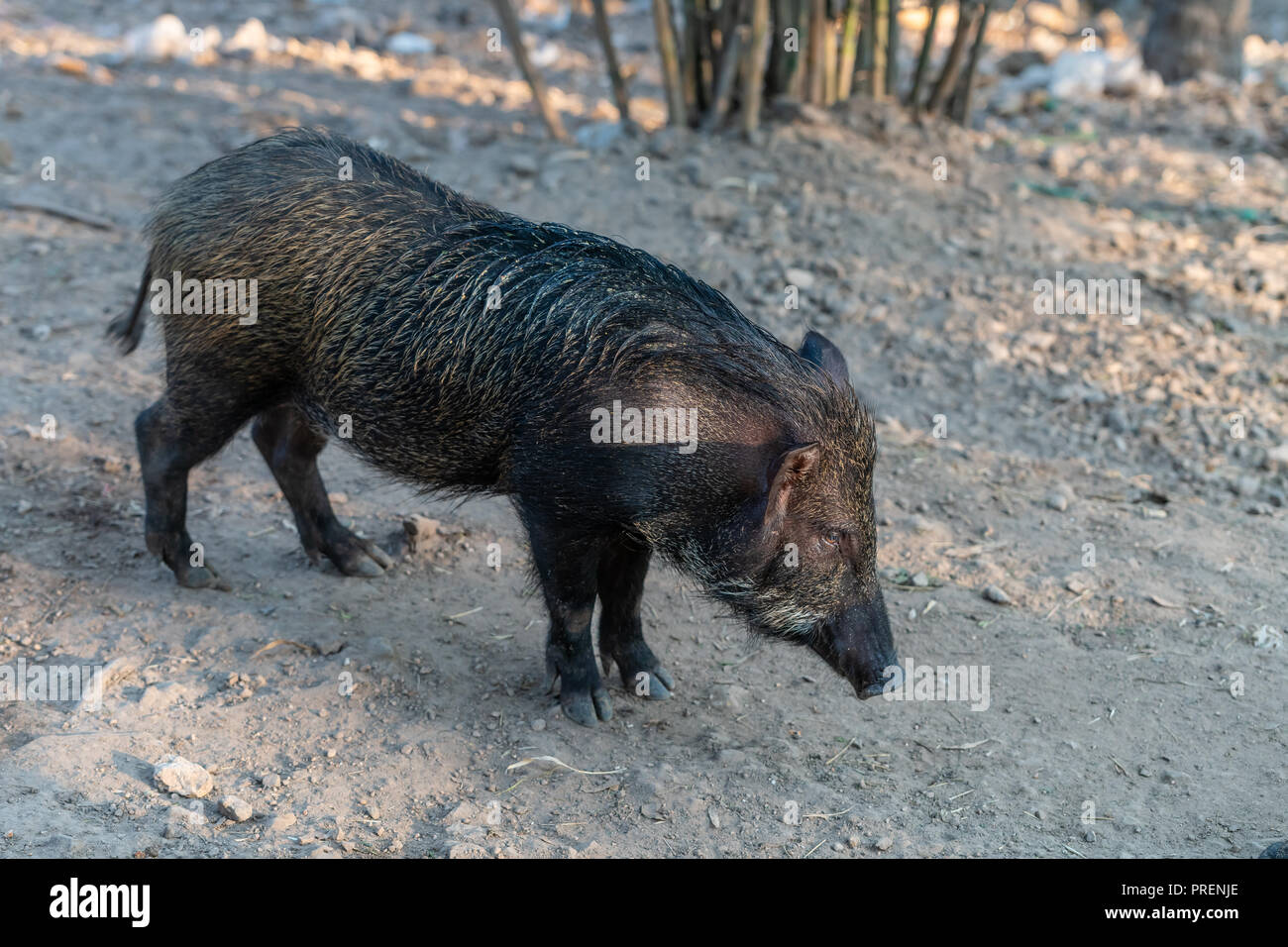 Wild boar (Sus scrofa), also known as wild pig, is a species of the pig ...