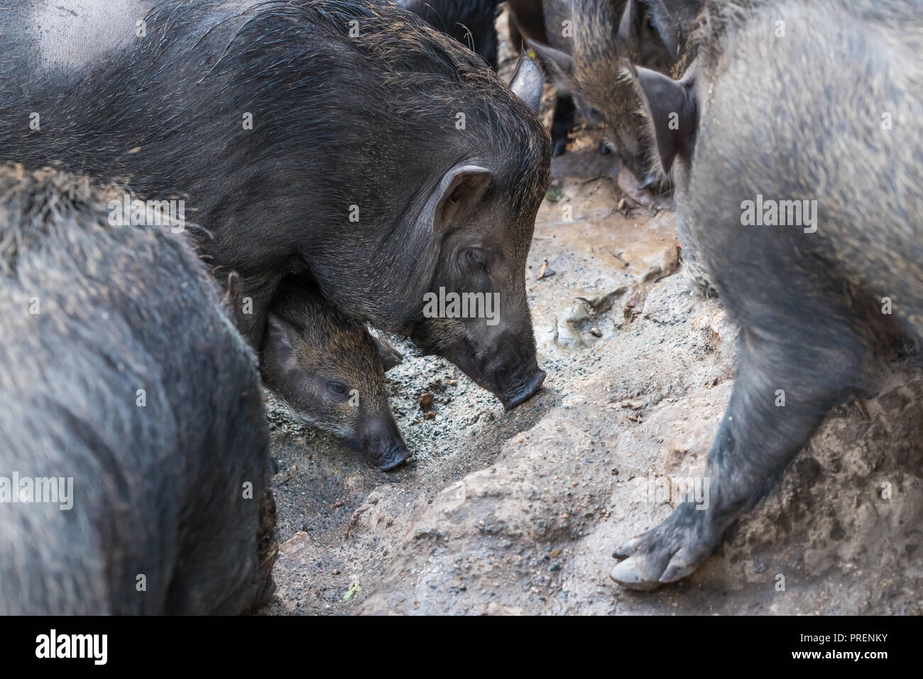 Wild boar (Sus scrofa), also known as wild pig, is a species of the pig ...