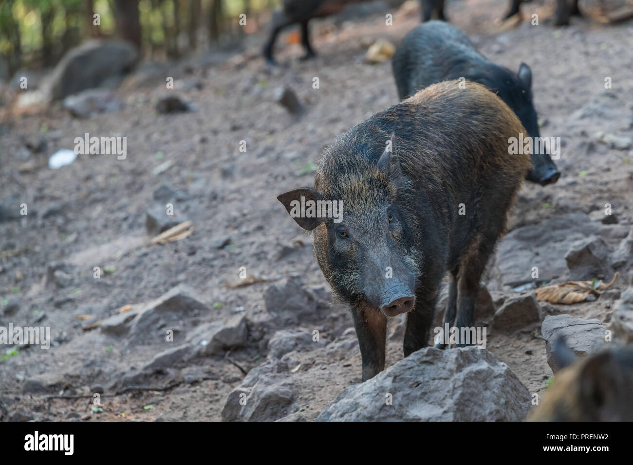 Biological family suidae hi-res stock photography and images - Alamy