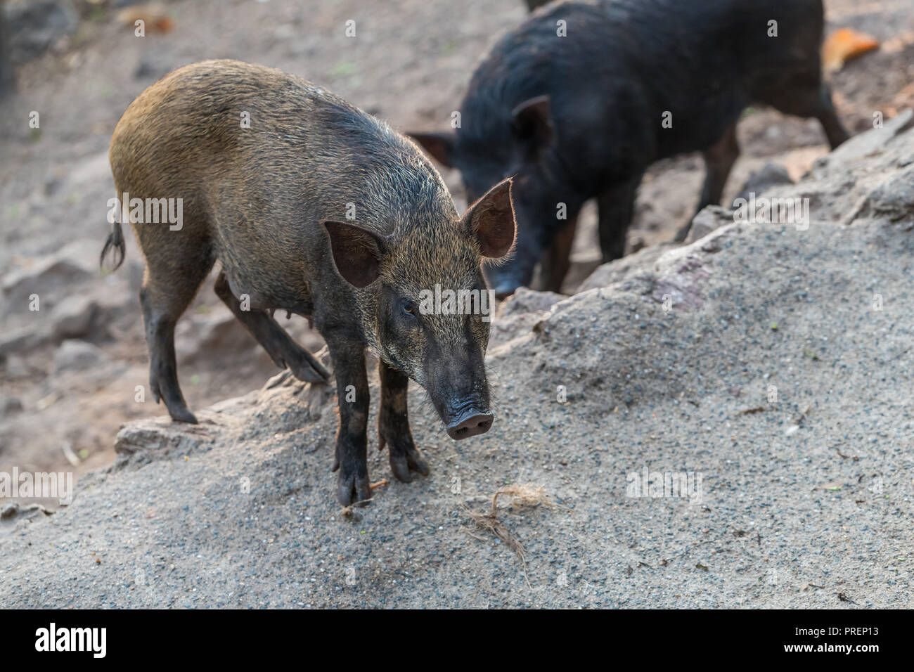 Biological family suidae hi-res stock photography and images - Alamy