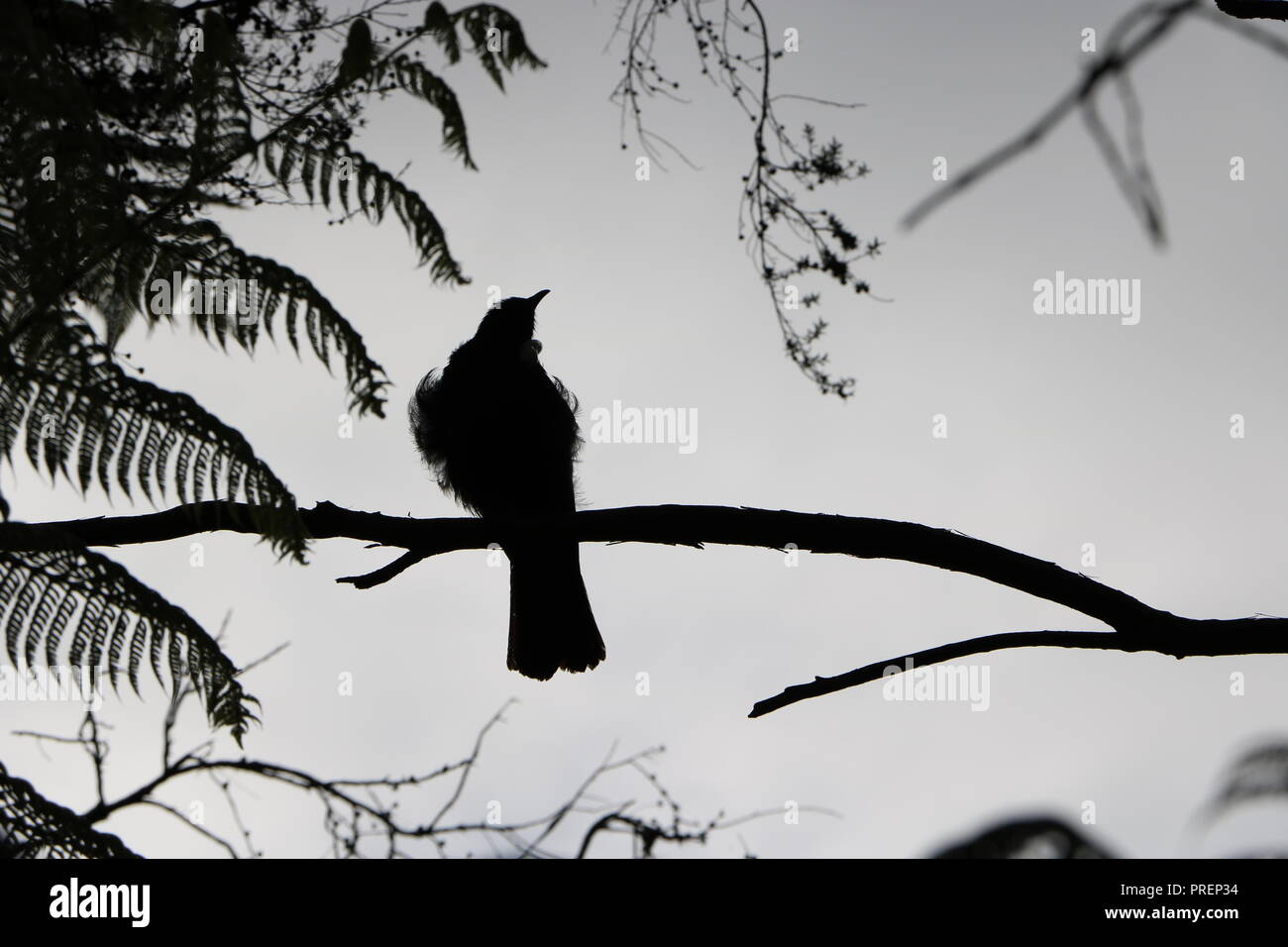 the shadow of a bird Stock Photo - Alamy