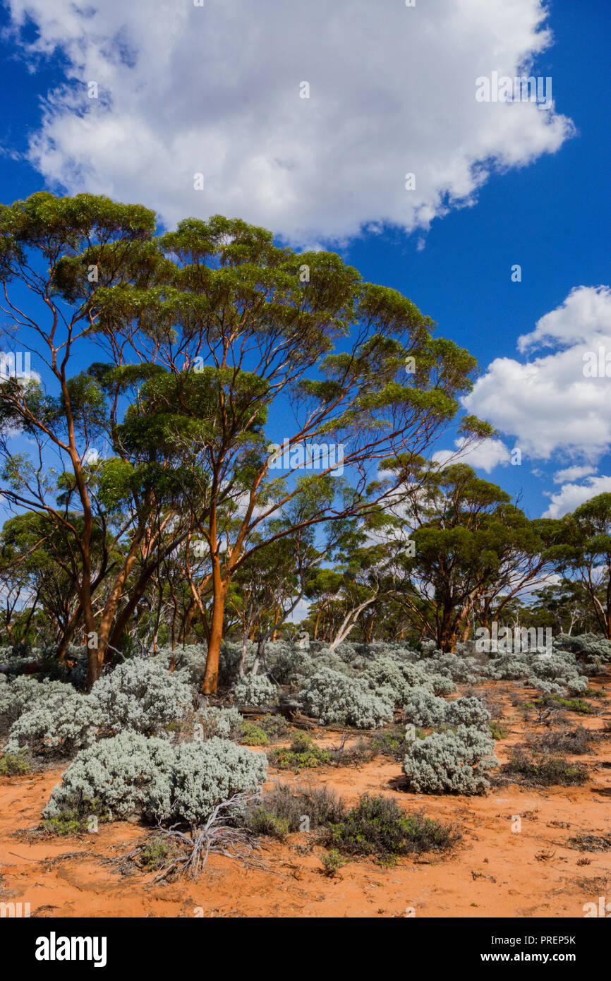 Temperate Woodland Shrubland Rocks