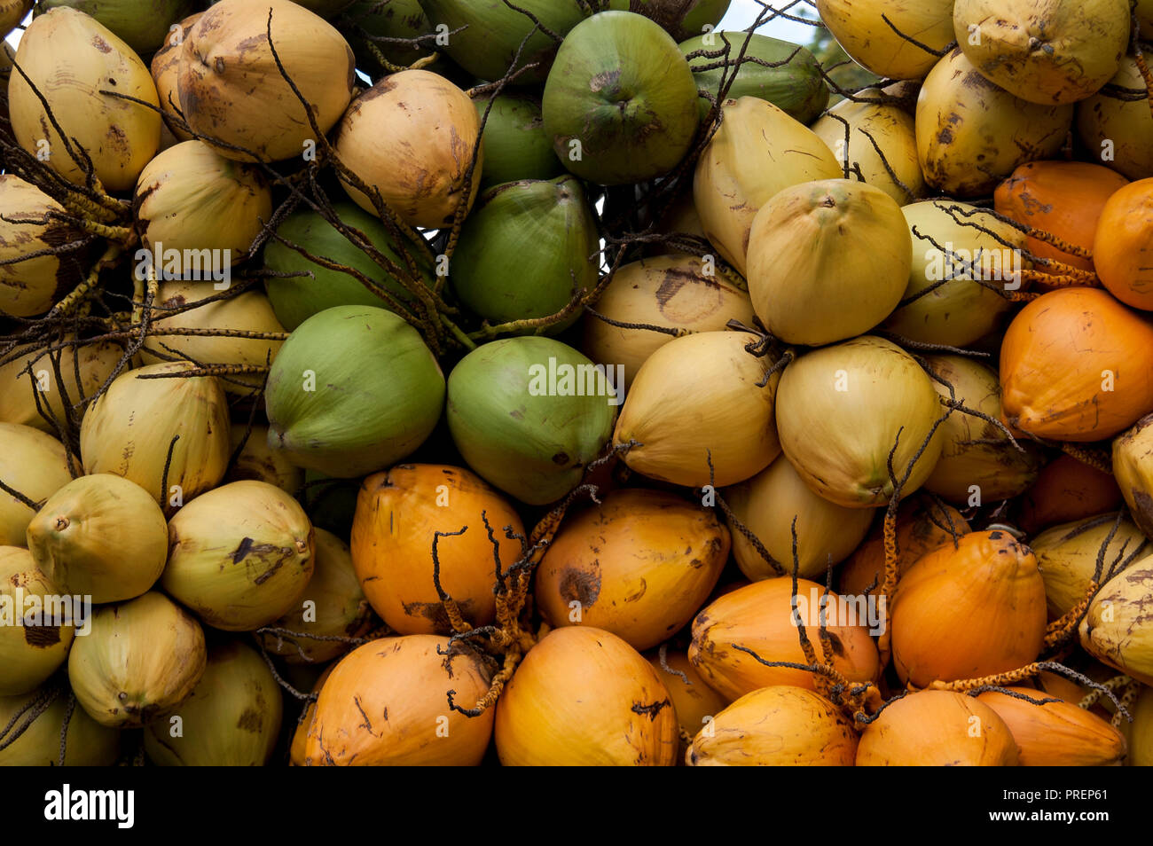 Trinidad healthy hi-res stock photography and images - Alamy