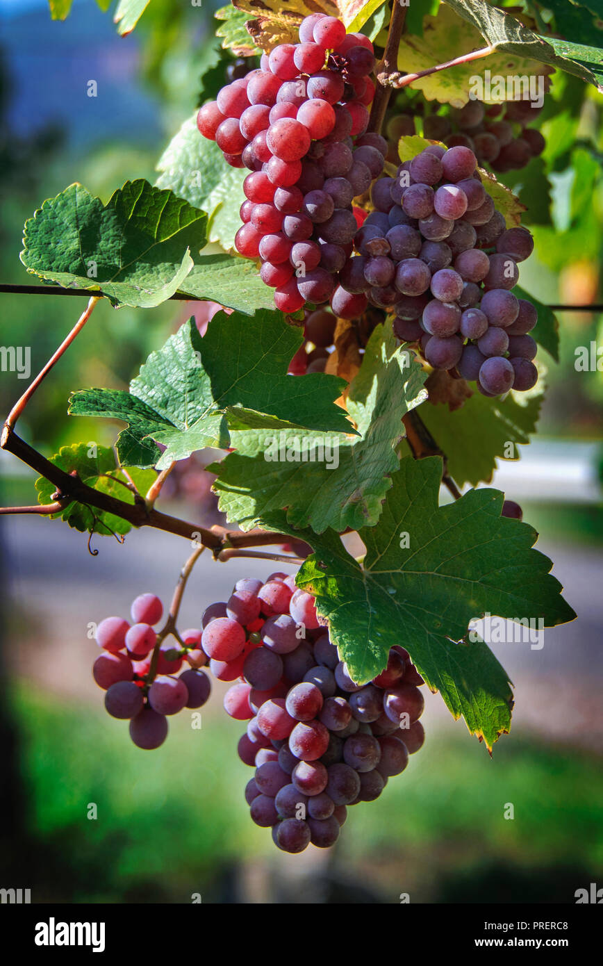 Violet grapes hanging on vine. Alsace, Vineyards Stock Photo - Alamy