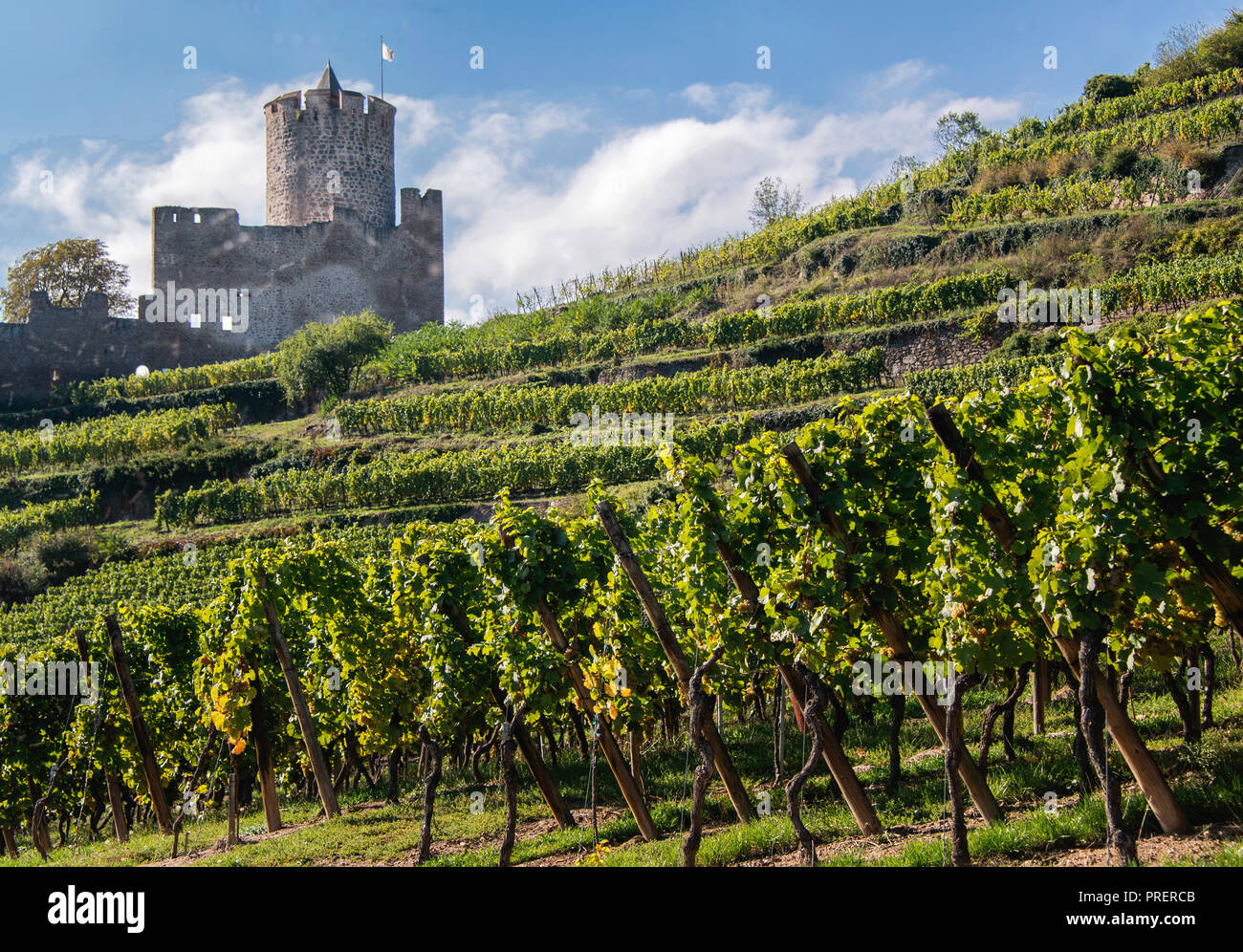 Eguisheim alsace france vineyard hi-res stock photography and images ...