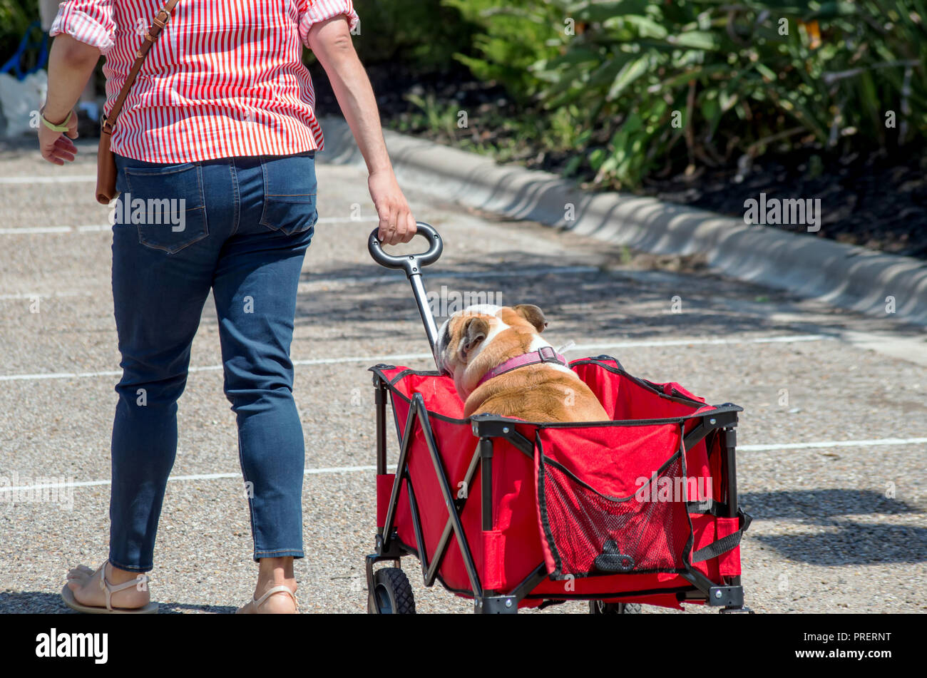 English bulldog riding in red wagon hi-res stock photography and images ...