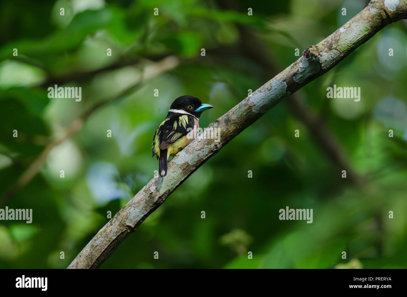 Black and Yellow broadbills perches on a brunch (Eurylaimus ochromalus ...