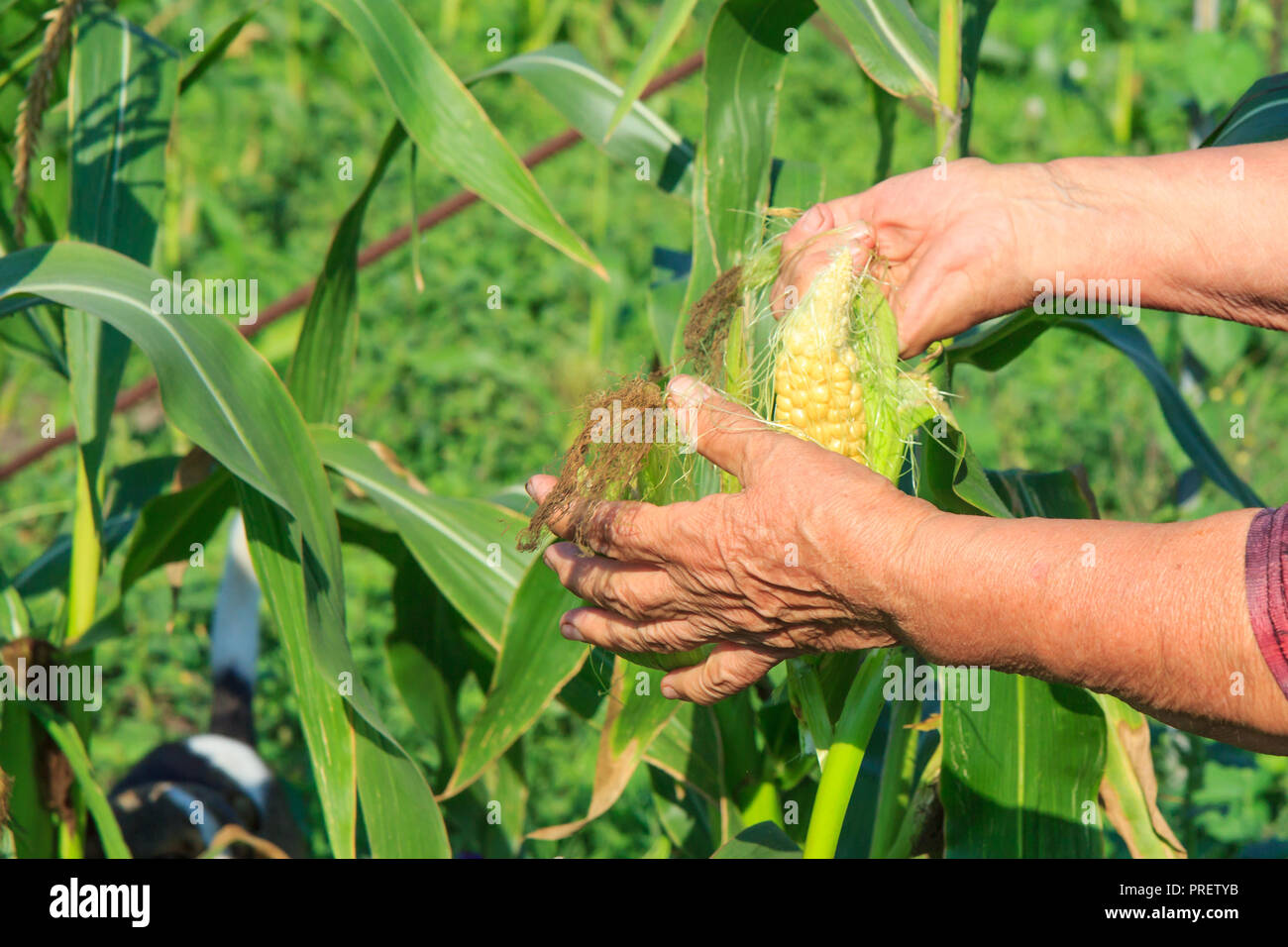 Maize hand harvesting hi-res stock photography and images - Alamy