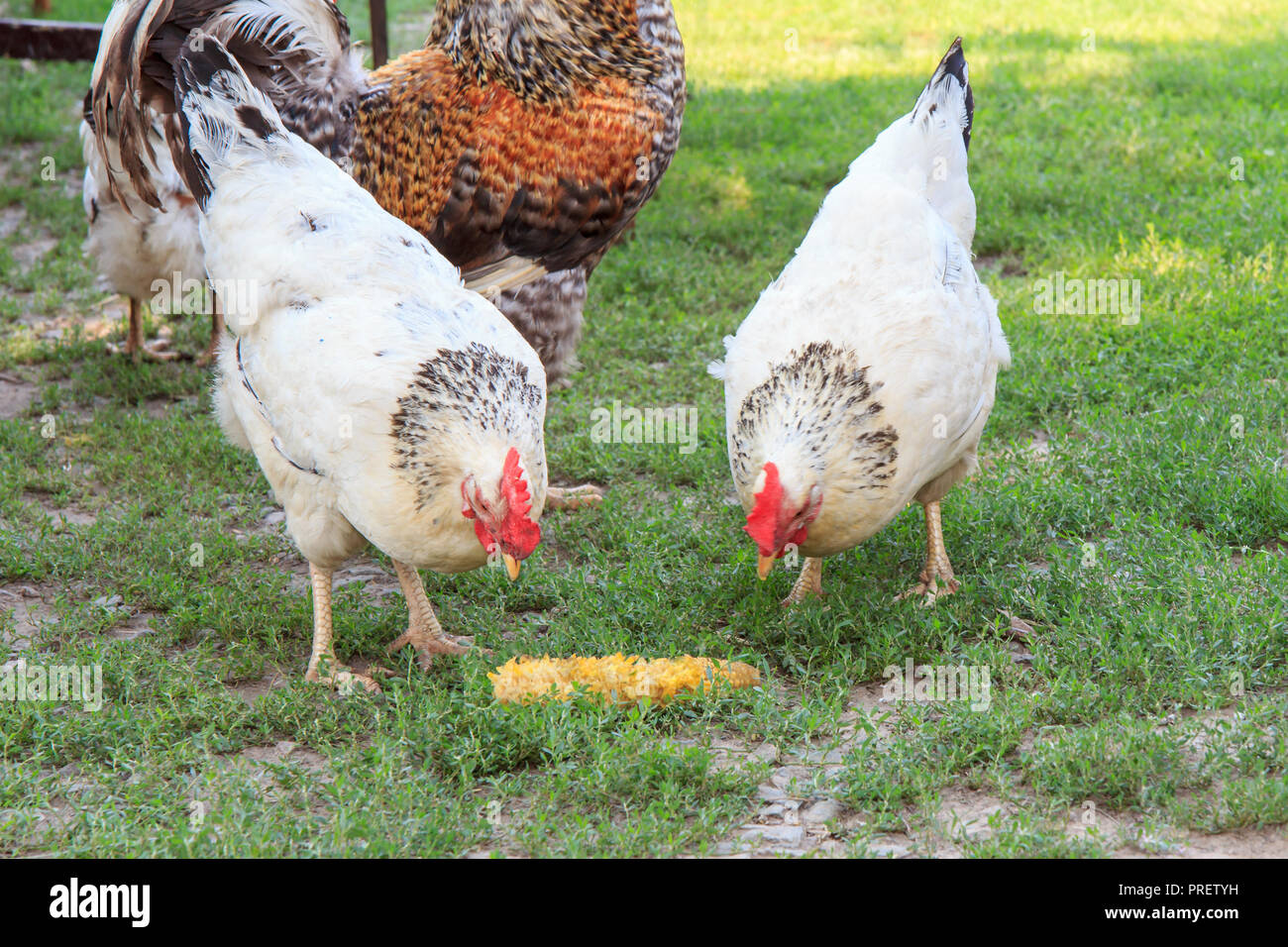 Chicken feed corn hi-res stock photography and images - Alamy