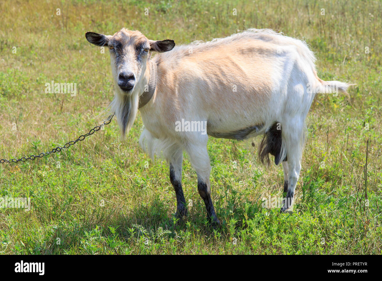 Goat tied with an iron chain grazing in the field on a summer day ...