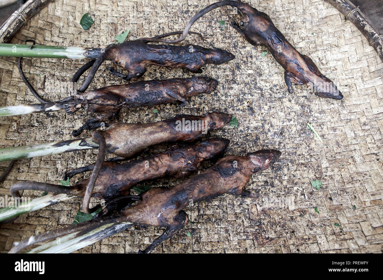 Jungle rats hi-res stock photography and images - Alamy