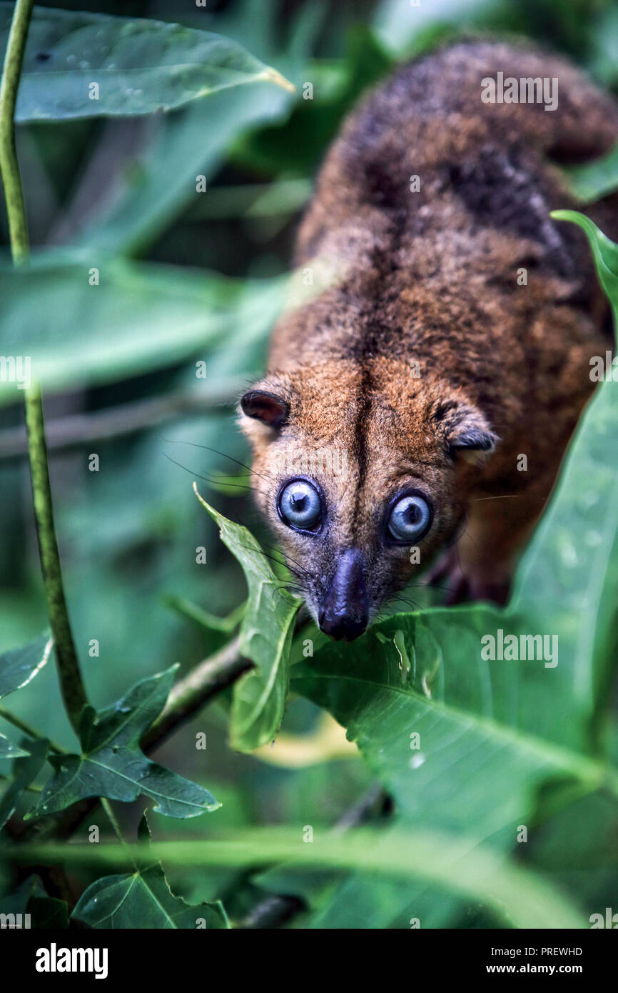 Blue eyed cuscus (Phalanger matabiru) in tree, Sulawesi, Indonesia ...
