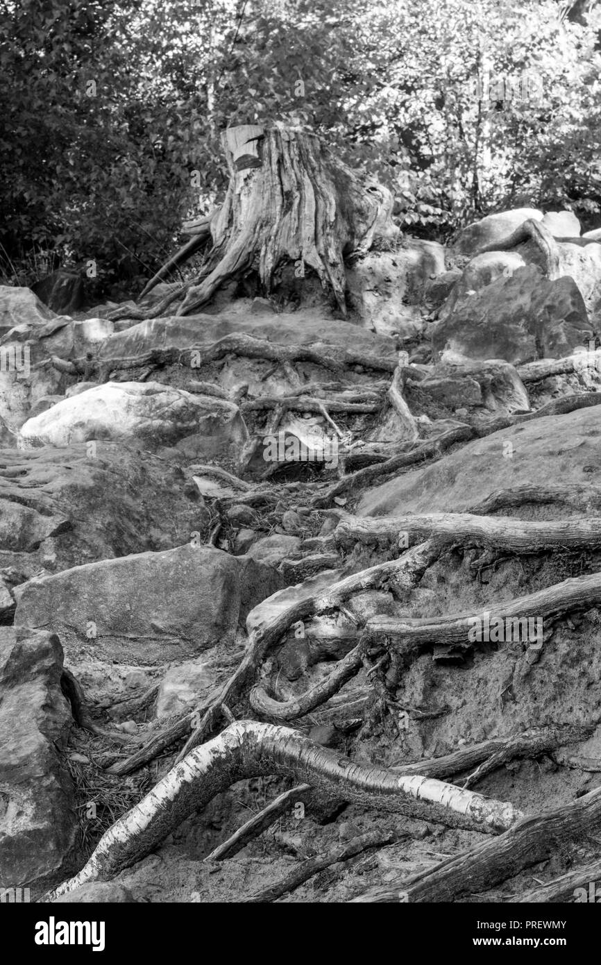 Roots soil forest Black and White Stock Photos & Images - Alamy