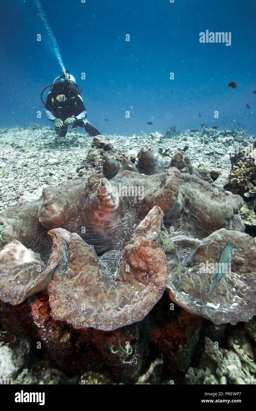 Scuba diver looking at giant clam underwater at Bunaken Island ...