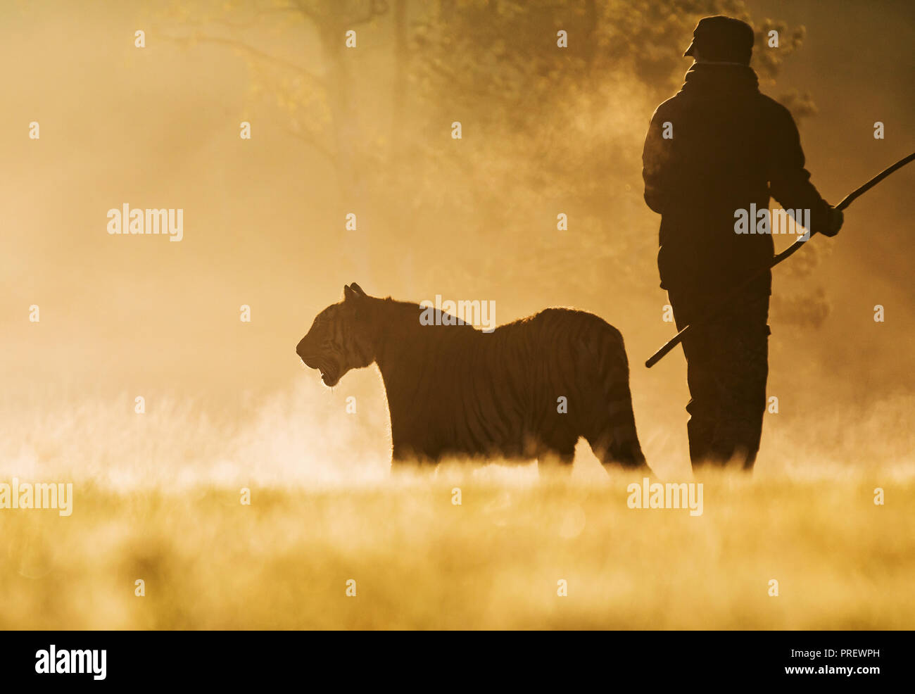 Tiger and man in the gold sunlight. Tiger in wild summer nature. Action ...