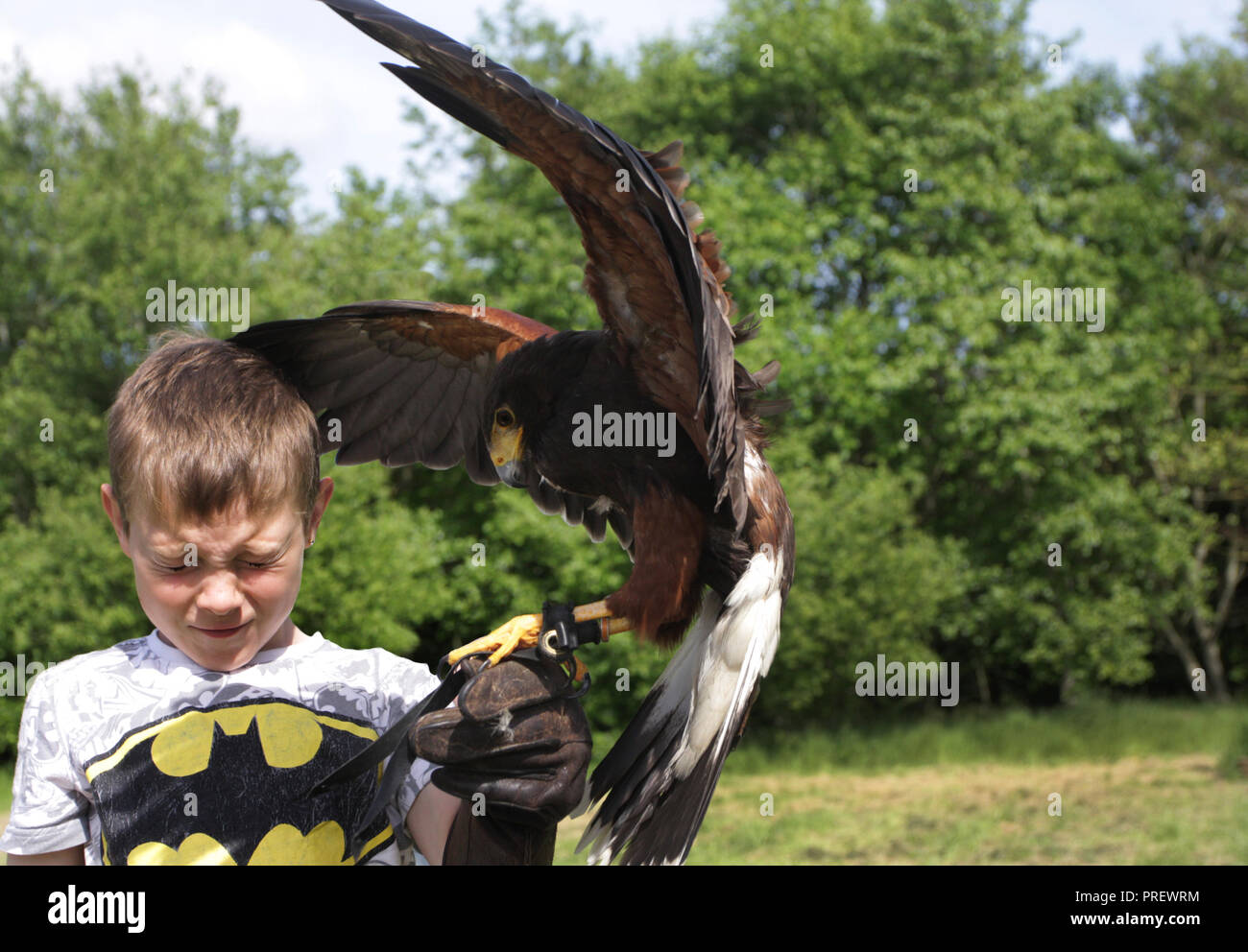Hawk with handler hi-res stock photography and images - Alamy