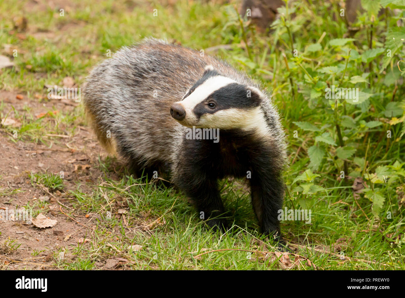 Wild european badgers (meles meles) feeding outside the den/set on a ...
