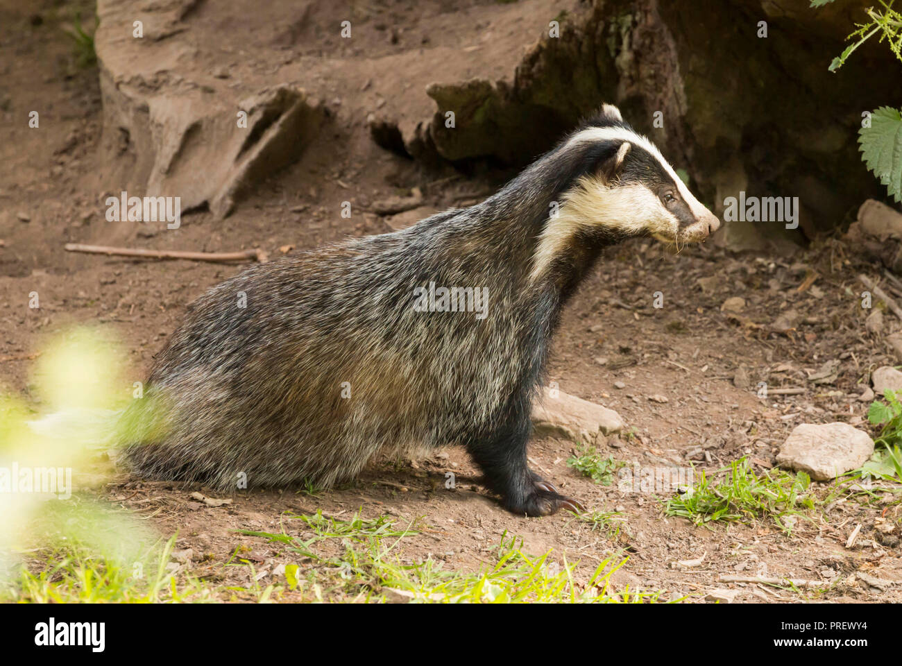 Badger digging a den hi-res stock photography and images - Alamy