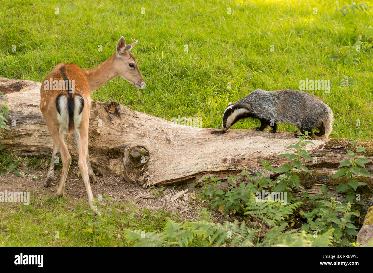 Wild european badgers (meles meles) feeding outside the den/set on a ...
