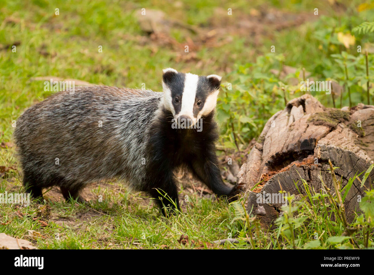 Badger feeding daylight hi-res stock photography and images - Alamy