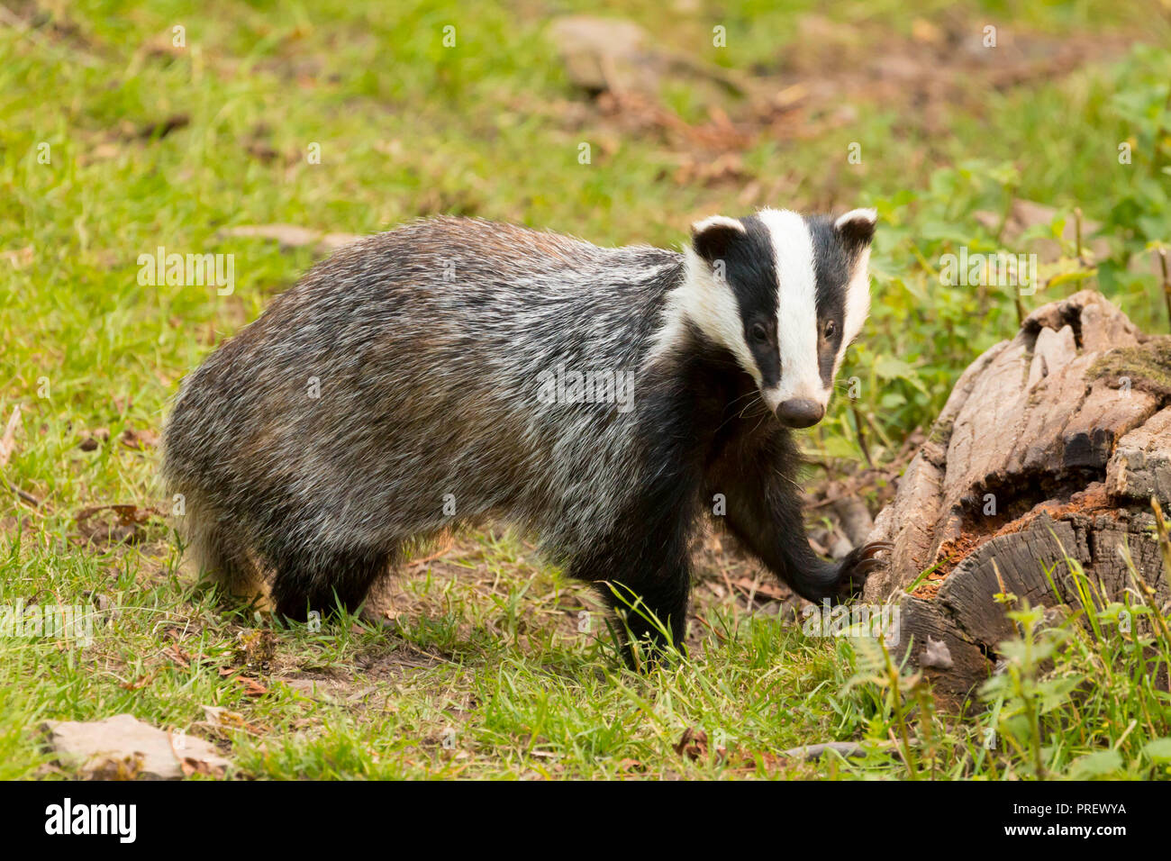 Wild european badgers (meles meles) feeding outside the den/set on a ...