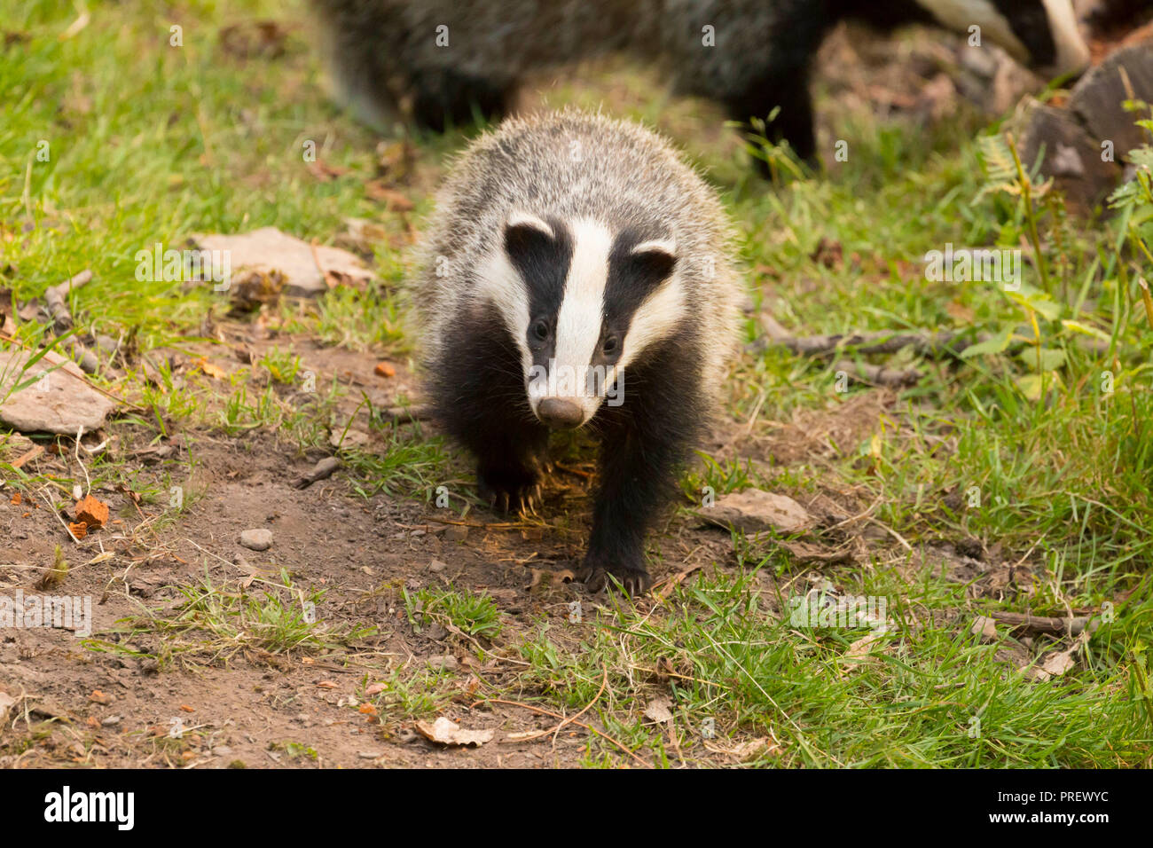 Wild european badgers (meles meles) feeding outside the den/set on a ...