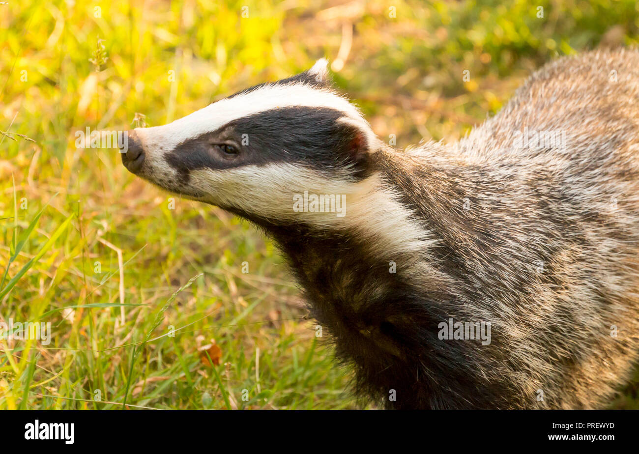 Wild european badgers (meles meles) feeding outside the den/set on a ...