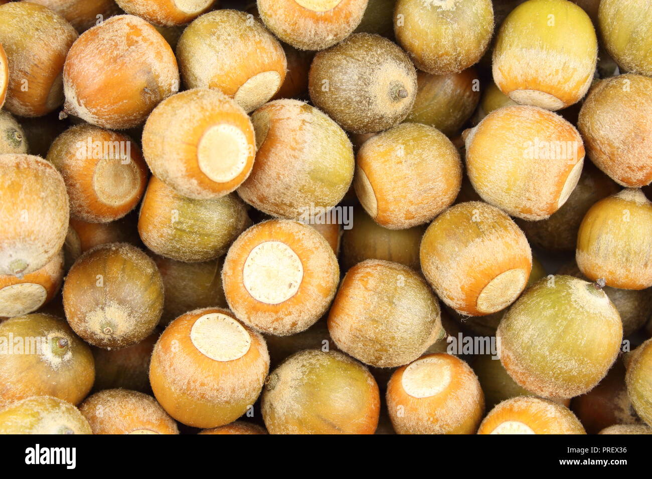 acorns of the northern red oak (Quercus rubra) as autumn background ...
