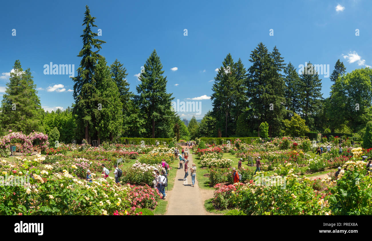 Portland rose garden hi-res stock photography and images - Alamy