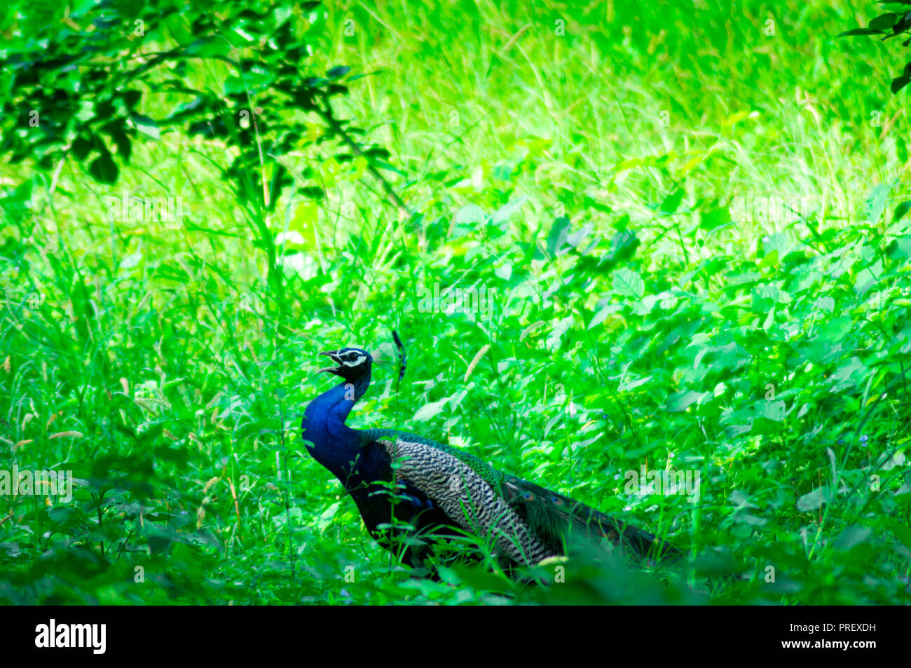 Peacock walking in the middle of green bushes Stock Photo - Alamy