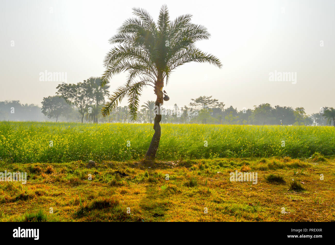 Indian date juice hi-res stock photography and images - Alamy