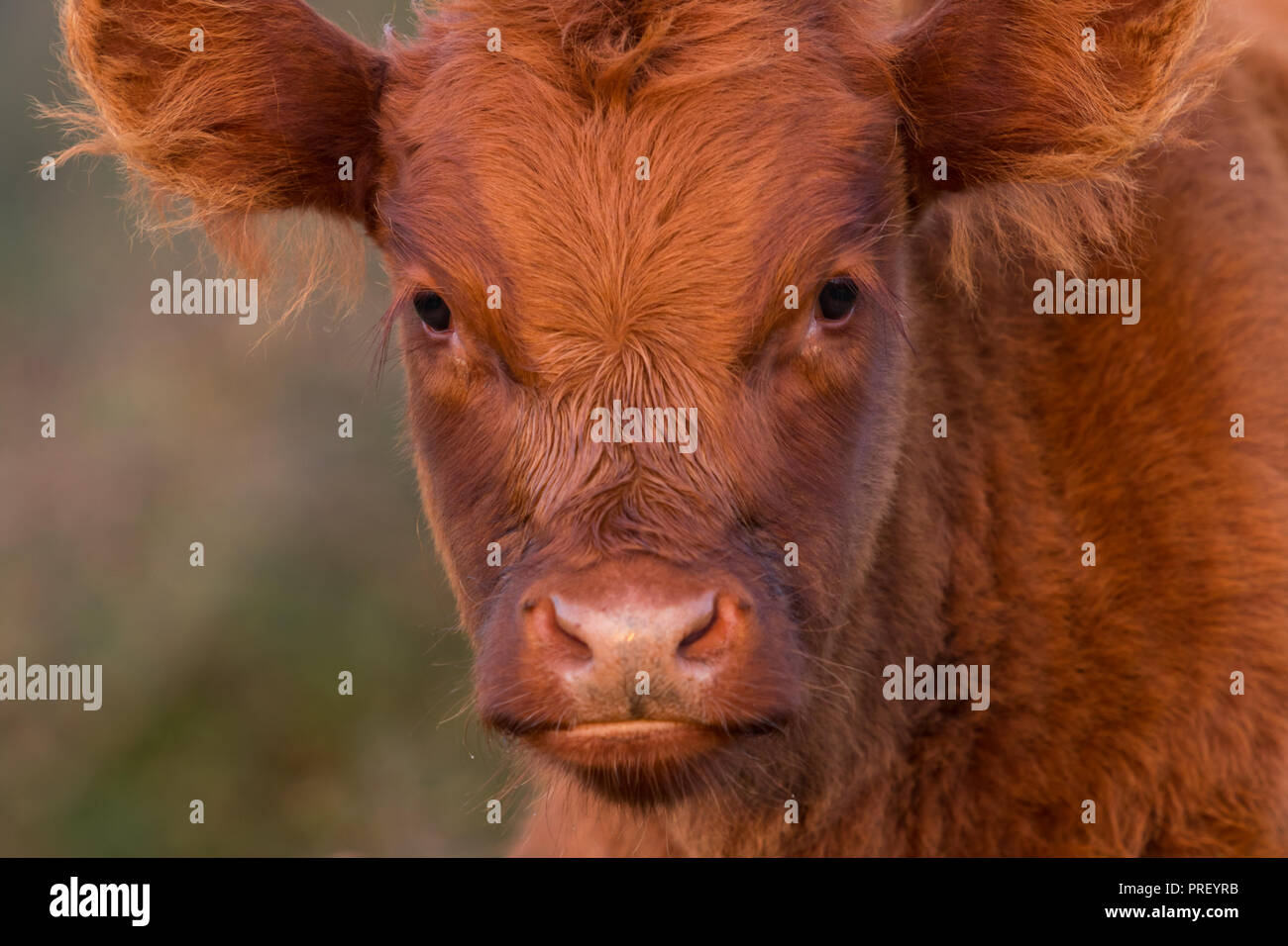 Free roaming cattle uk hi-res stock photography and images - Alamy
